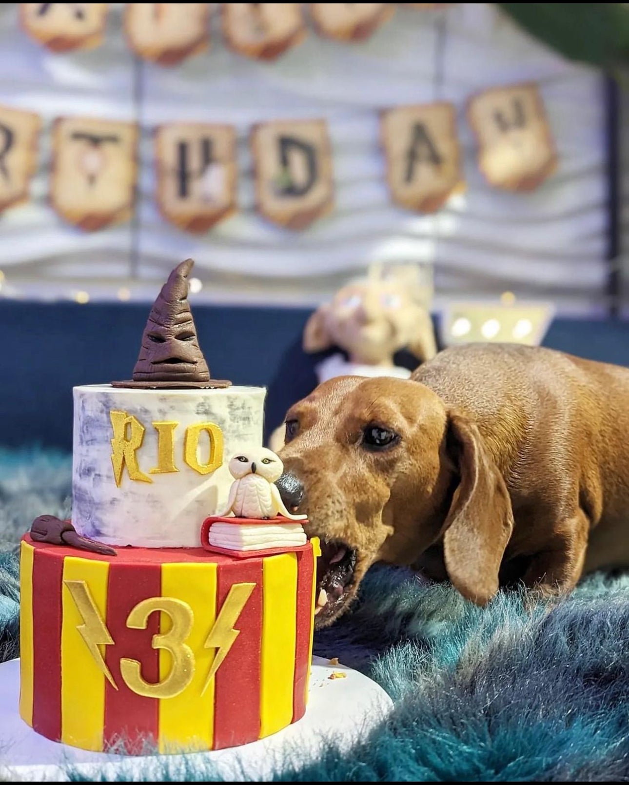 Dog Birthday Cakes & Treats all Handmade & Suger Free – Woof Gateaux